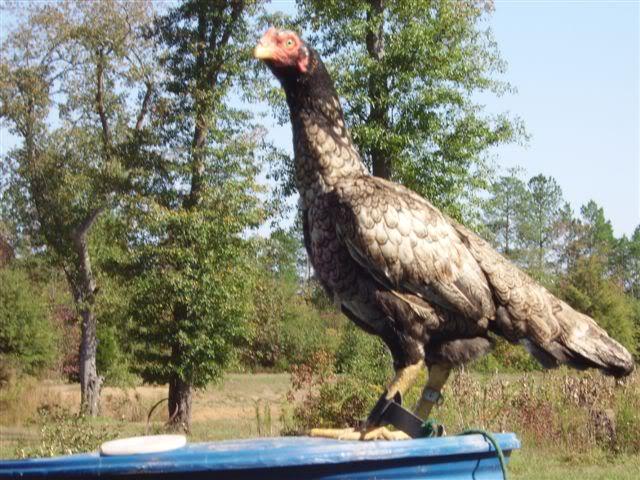 how to spot a good female Asil\seel Hen