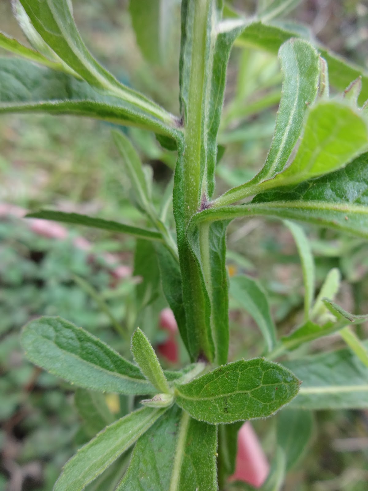 Herbs from Distant Lands: Laggera alata - Winged-Stem Laggera, Liu Leng ...