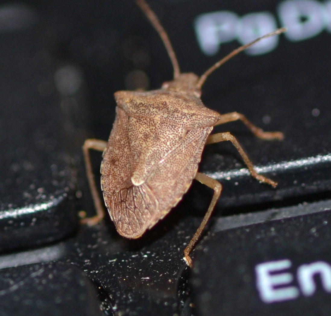 Hiking Curaçao - Flora and Fauna: Stinkbug - Pentatomidae - Stinkwants