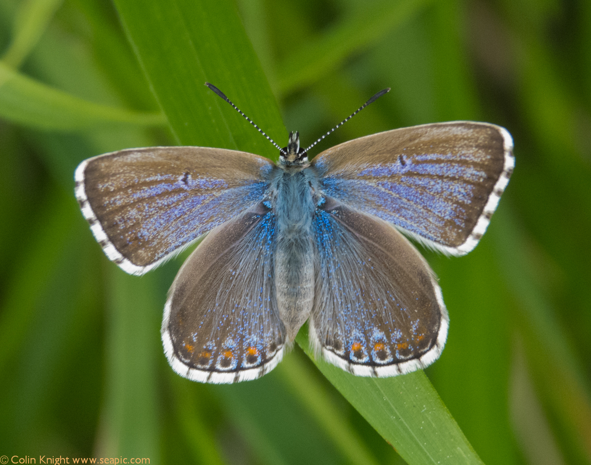 Postcards from Sussex: Early morning at Mill Hill