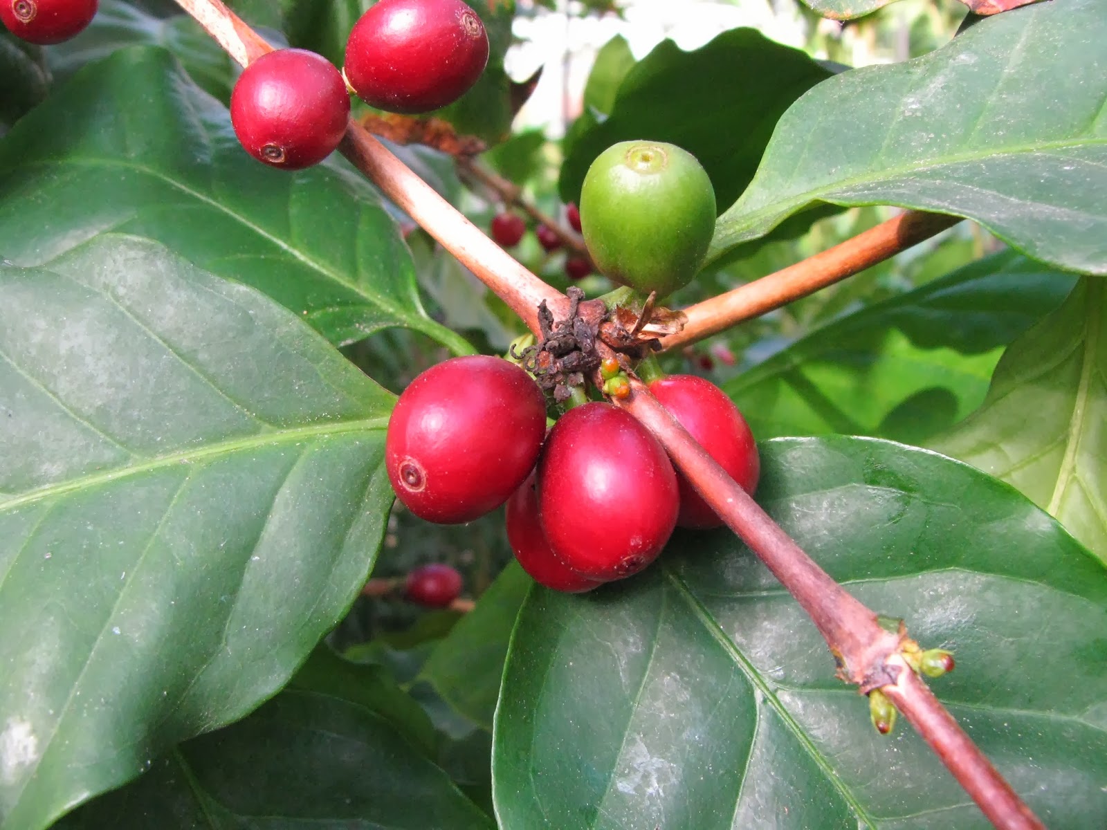 ΚΟΦΕΑ καφεόδενδρο - Coffea Arabica | ΒΟΤΑΝΟΘΕΡΑΠΕΙΑ . ΘΕΡΑΠΕΥΤΙΚΑ ΦΥΤΑ ...