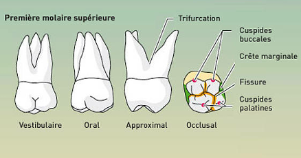 Premiere Molaire Superieure - Médecine Dentaire