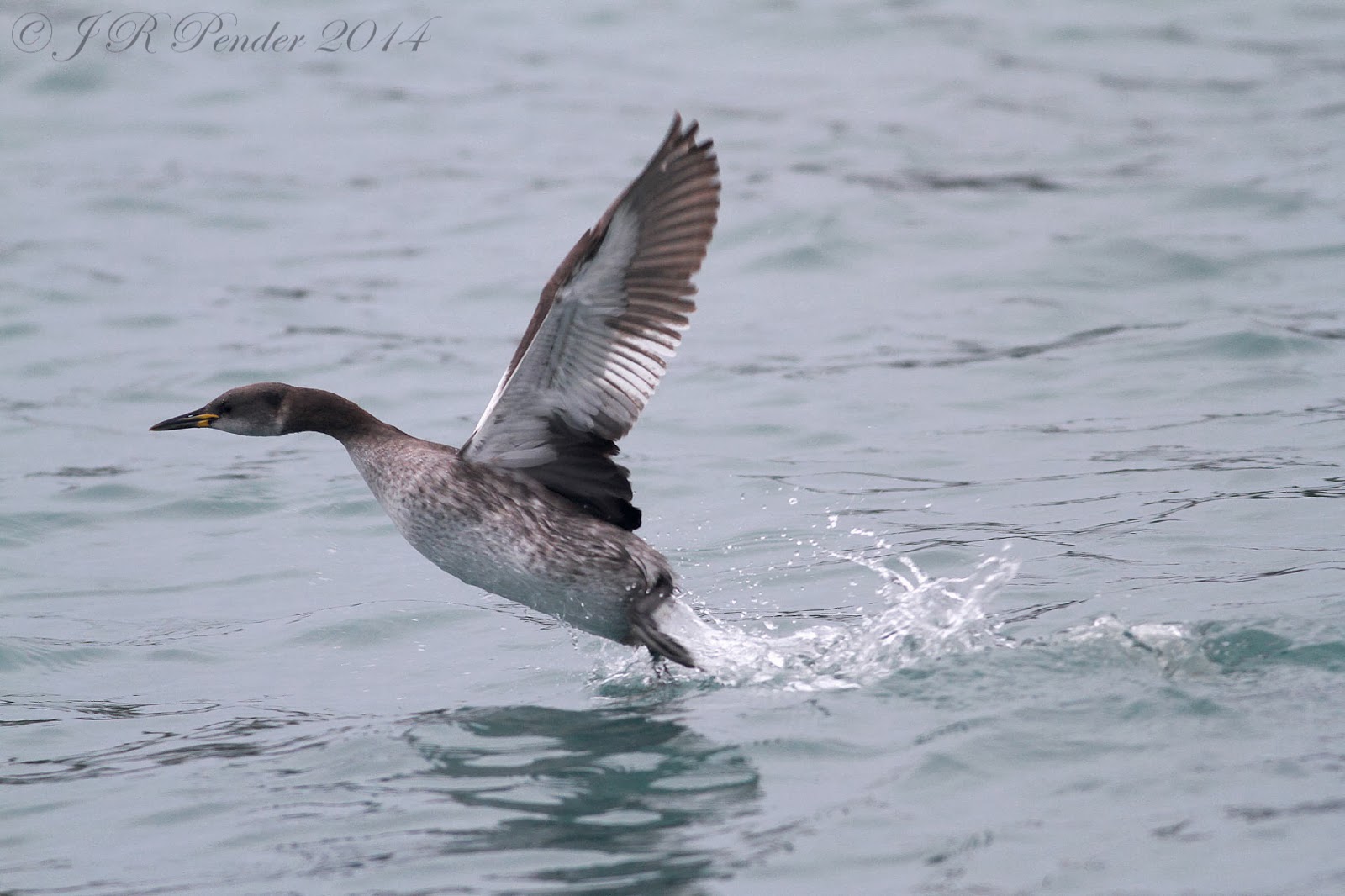 Joe Pender Wildlife Photography: Red-necked Grebe