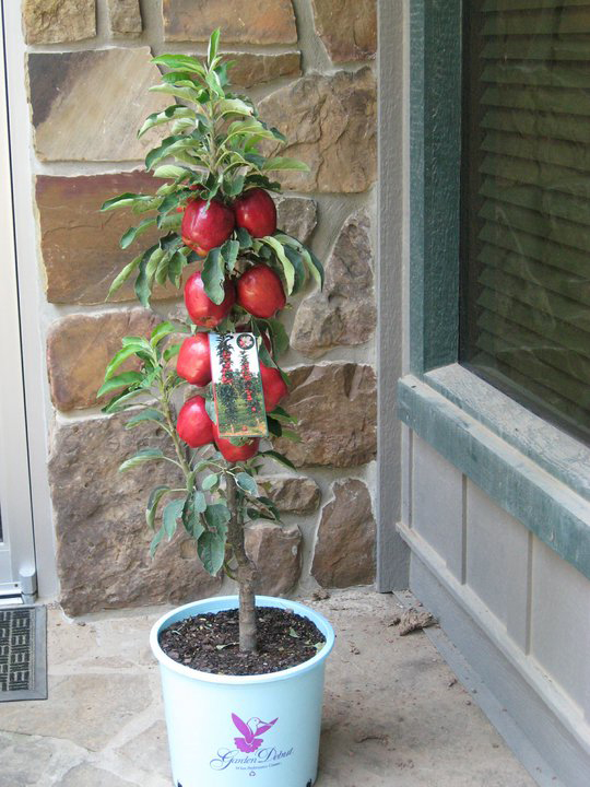 Plant Preview: Urban™ Columnar Apple Series Yields Fruit in a Square Foot!
