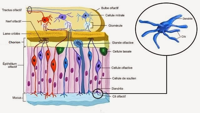 TPE: Le mécanisme de la perception des odeurs et ses perturbations: II ...