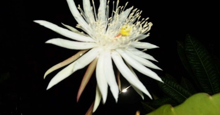 Sejarah Bunga Wijaya Kusuma dalam Berbagai Versi