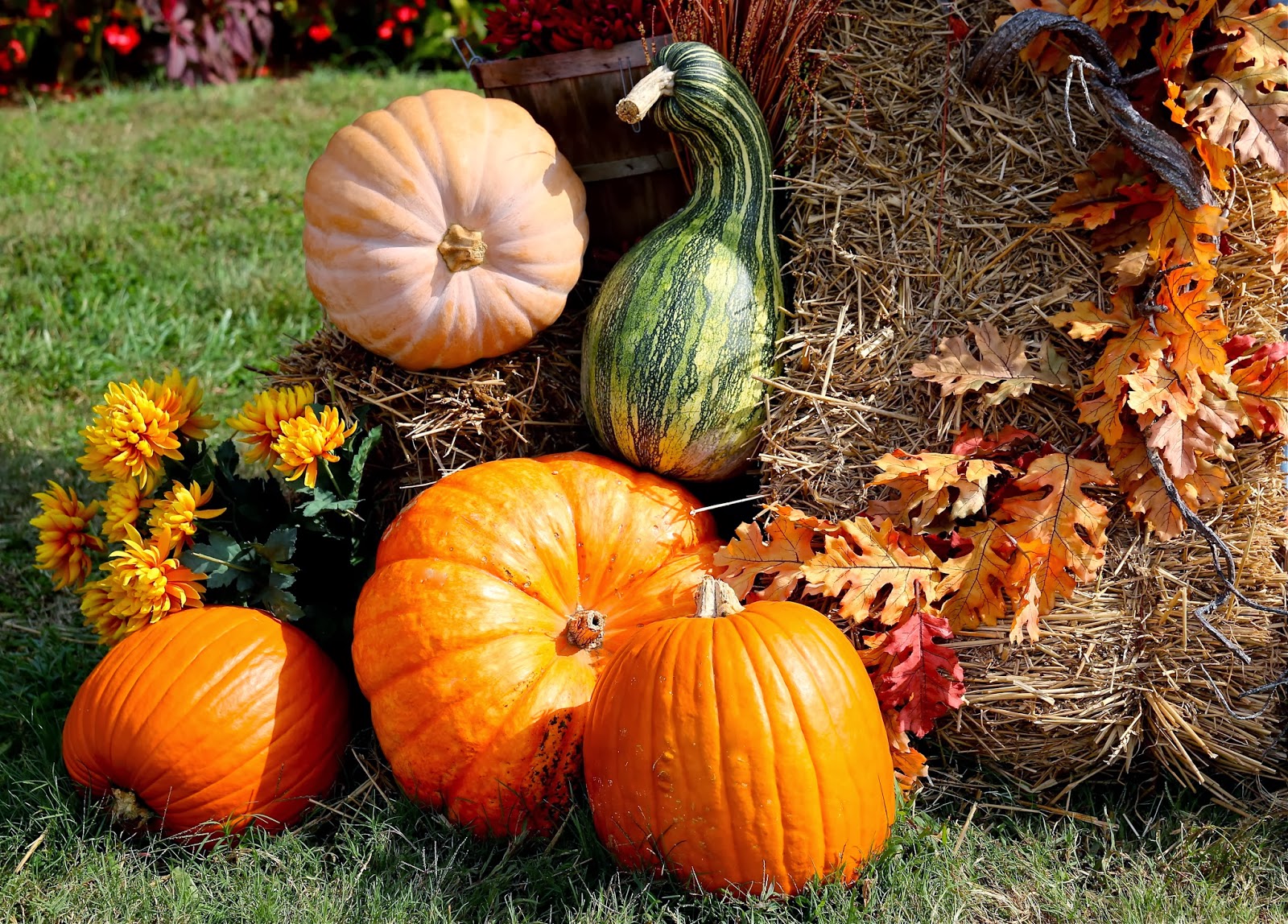 Sweet Southern Days: Fall in the Foothills Parkway, Pigeon Forge and ...