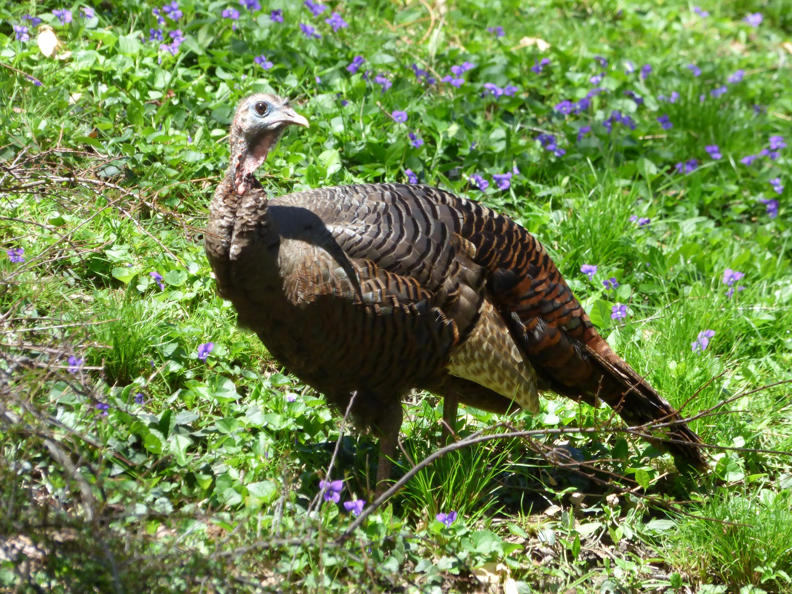 Out4aduck - A record of my birding year: Great Turkey Chase