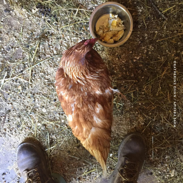 Apifera Farm: where animals and art collide. Home to Katherine Dunn ...