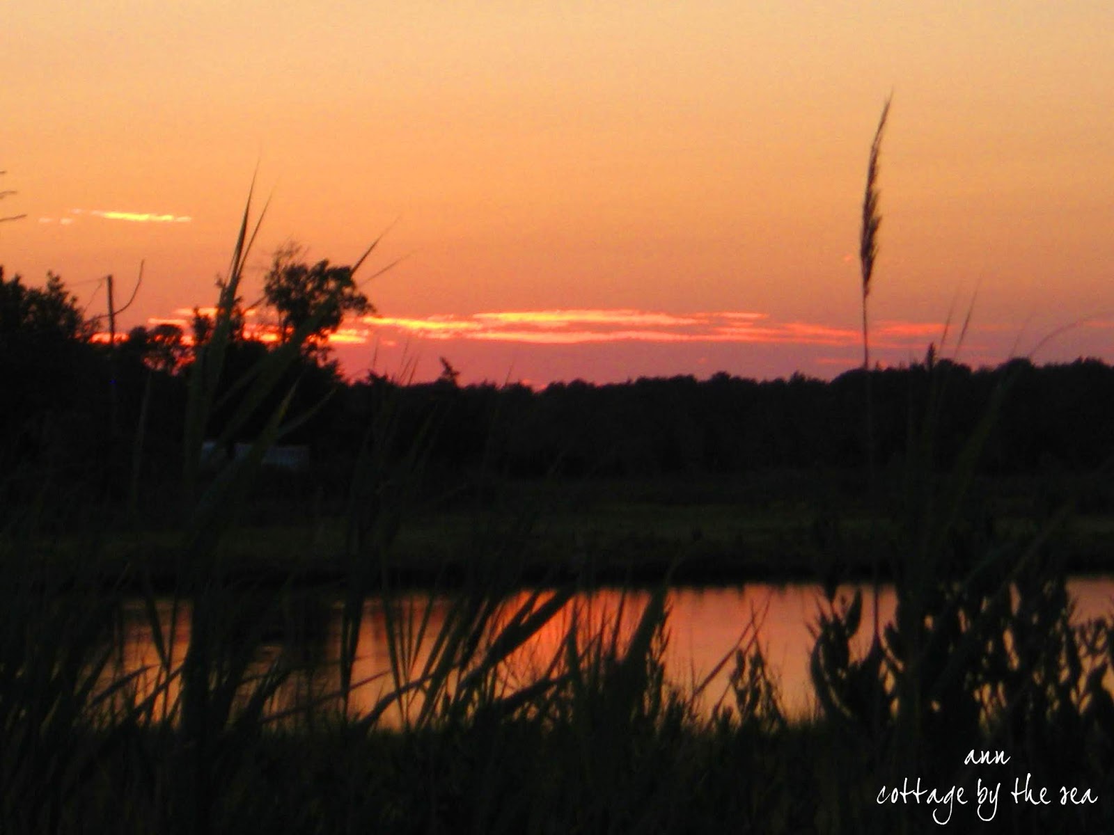 Cottage by the Sea : Summer in Bloom the cove and salt marsh