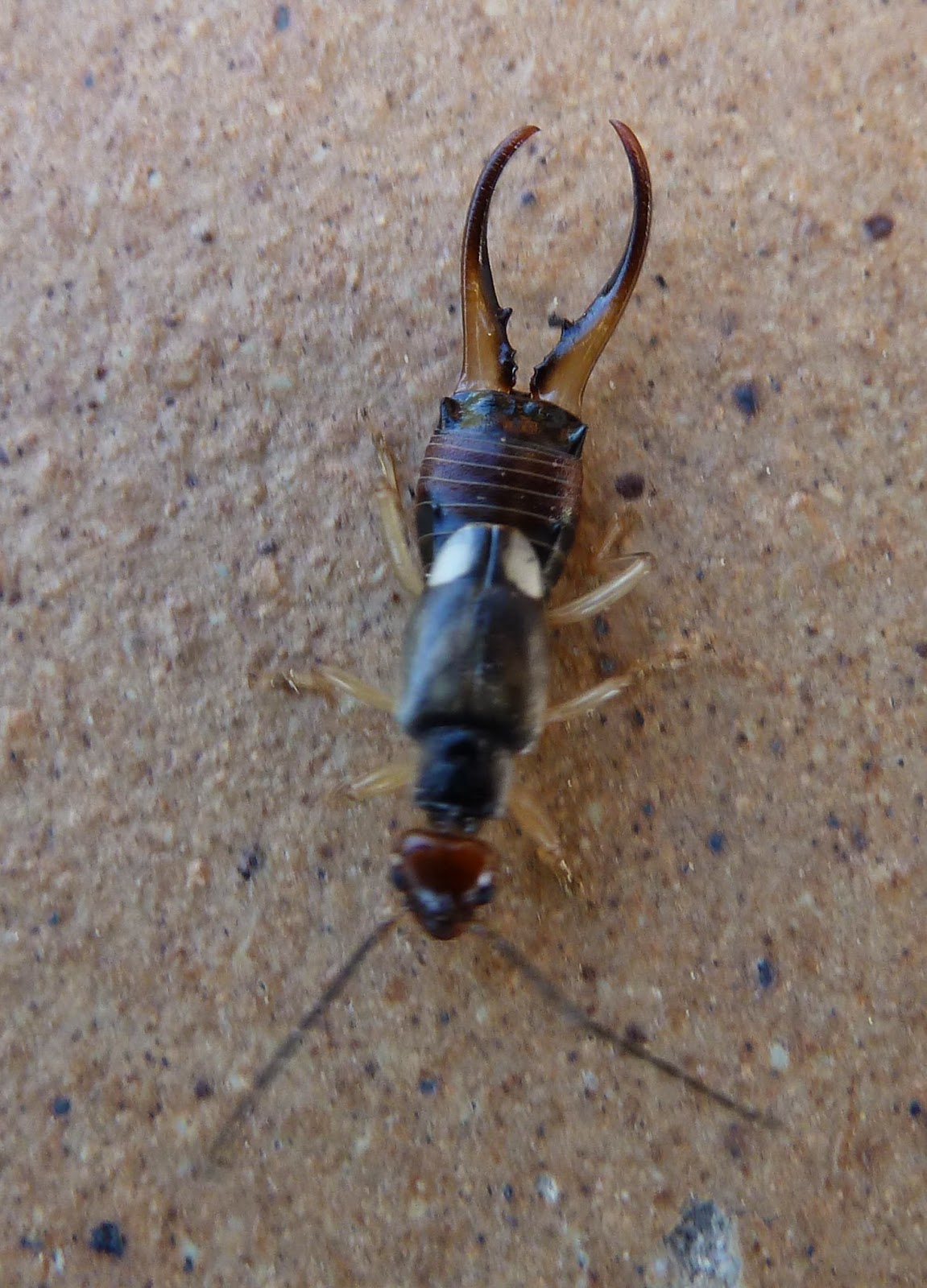 Bichos: Tijereta común (Forficula auricularia)