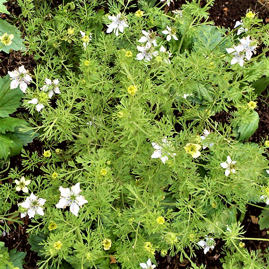 Plants & Gardens in Colonial & Early America: Plants in Early American ...