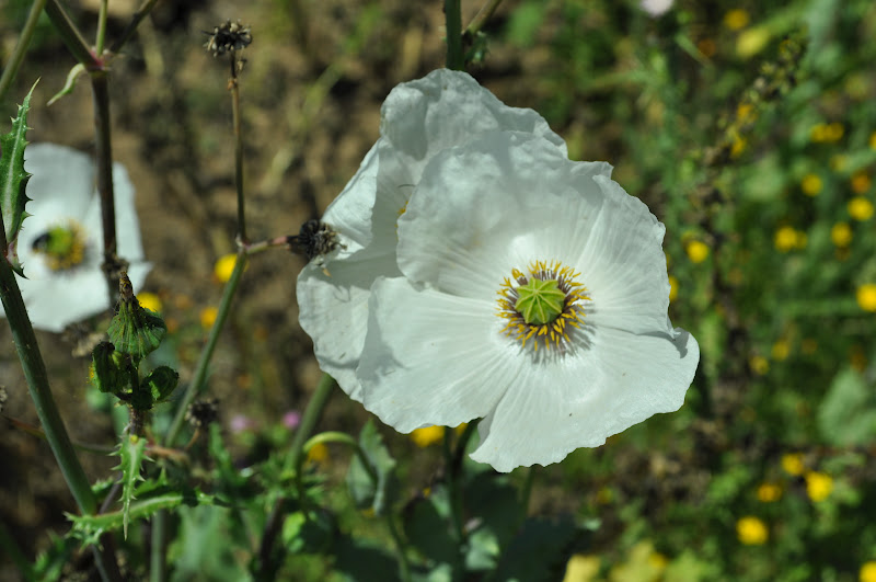 RioYeguas: Adormidera. Papaver somniferum. Planta del Opio