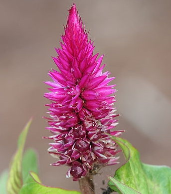 Jom Tanam Bunga: Bunga Balung Ayam