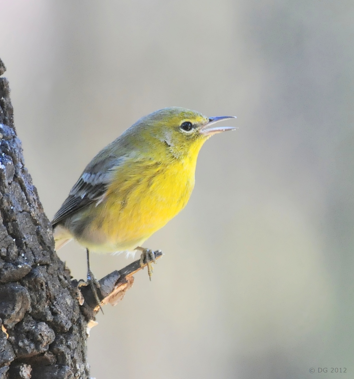 Pine Warbler