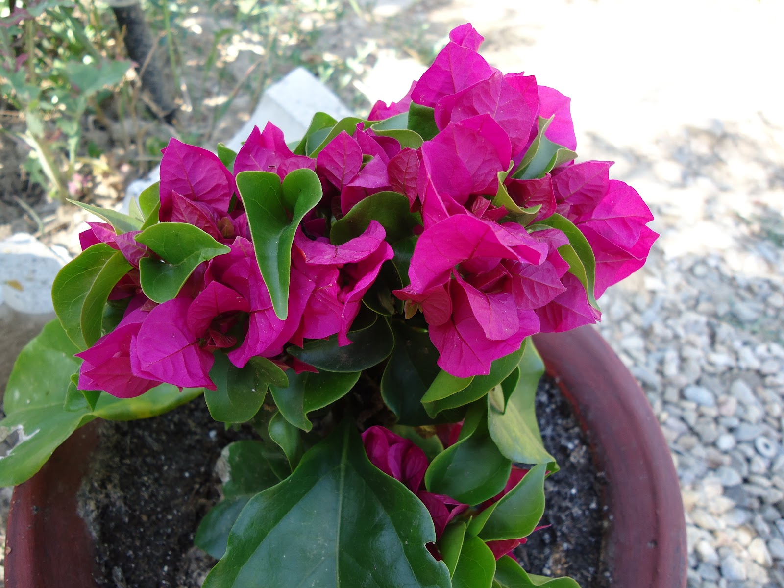 Grădină şi călătorii: Flori exotice