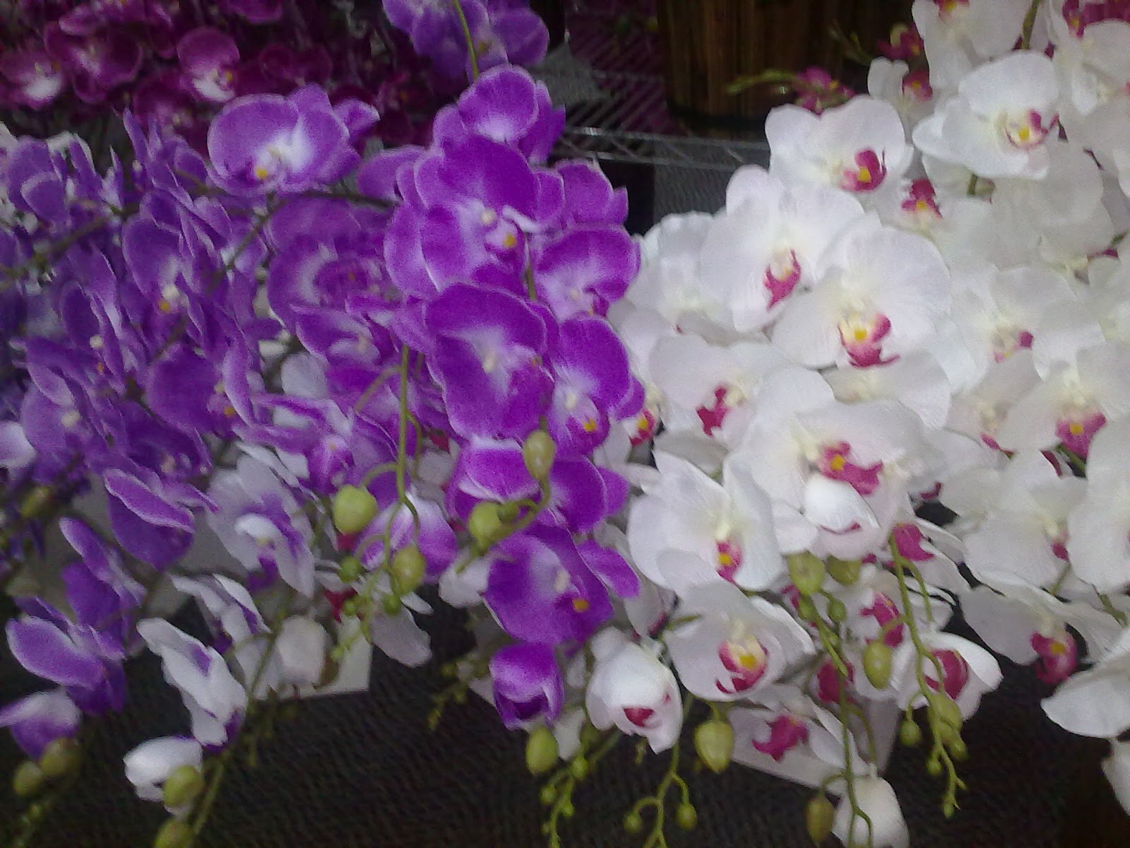 Nani Florist: HIMPUNAN BUNGA-BUNGA ORKID WARNA WARNI