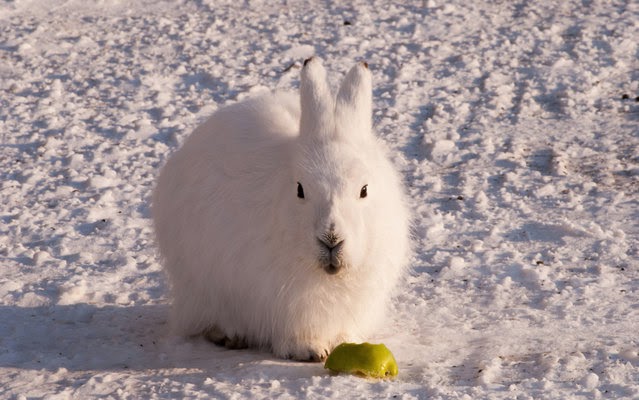 Animals Wikipedia: Polar Rabbit ( Arctic Hare )