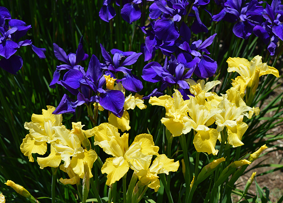 World of Irises: Photo Essay: The Beauty of Siberian Irises