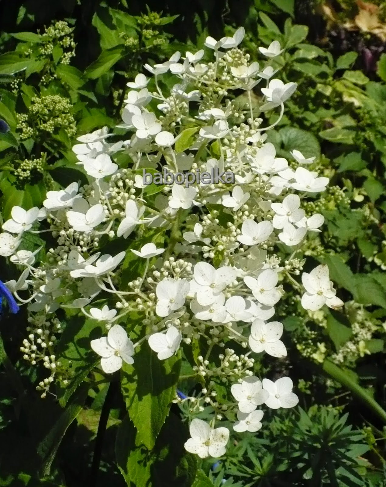 Hydrangea, Hortensja: Hydrangea paniculata (Hortensja bukietowa) 'White Moth'