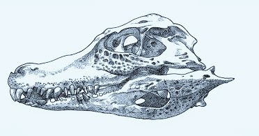 CAIMÁN ~ Tecnólogo Veterinario Orienta