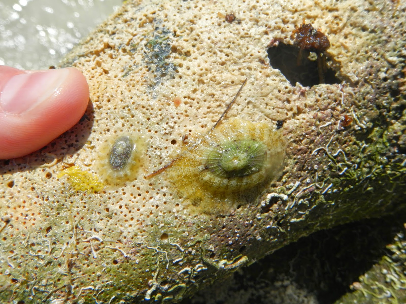 Finding Fossils...: Turks and Caicos Day 4- Ooid Shoal Day