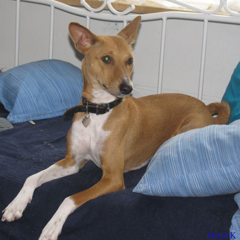 Perrada Unican Basenjit: Basenjin pentuja talvella 2013