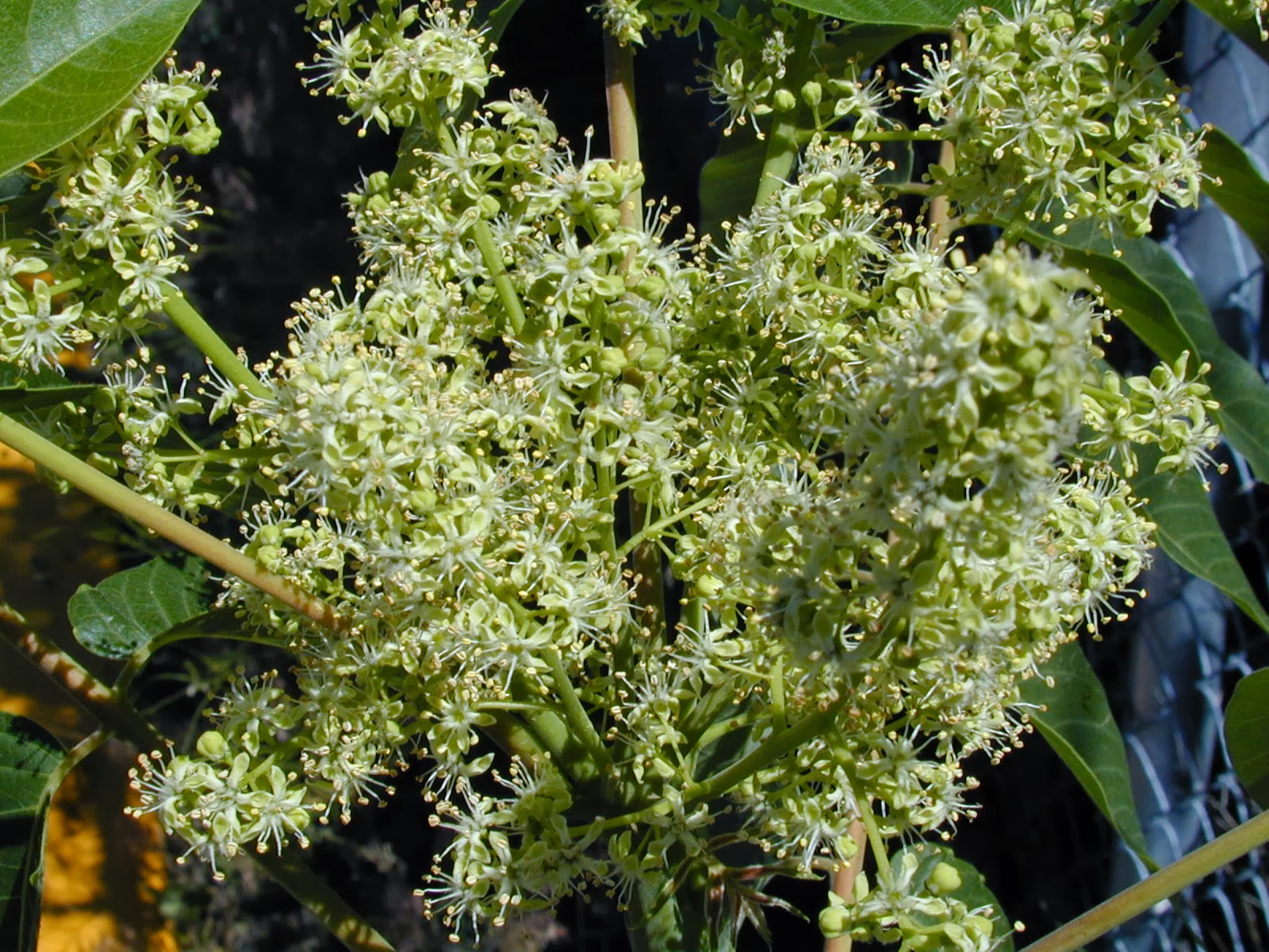 Trees of Santa Cruz County: Ailanthus altissima - Tree of Heaven