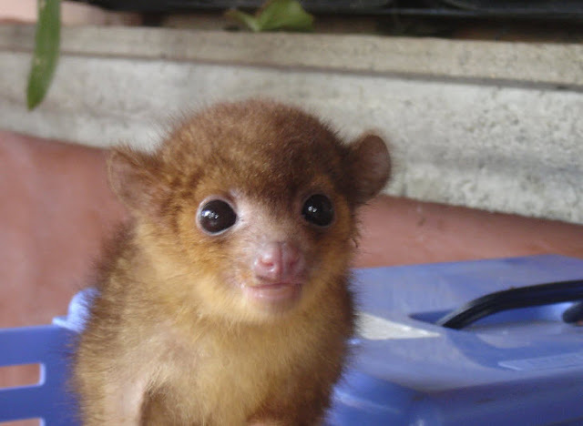 Kinkajou | The Life of Animals