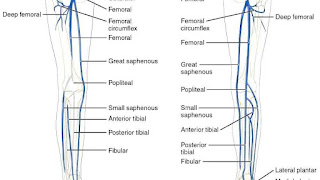Femoral vein