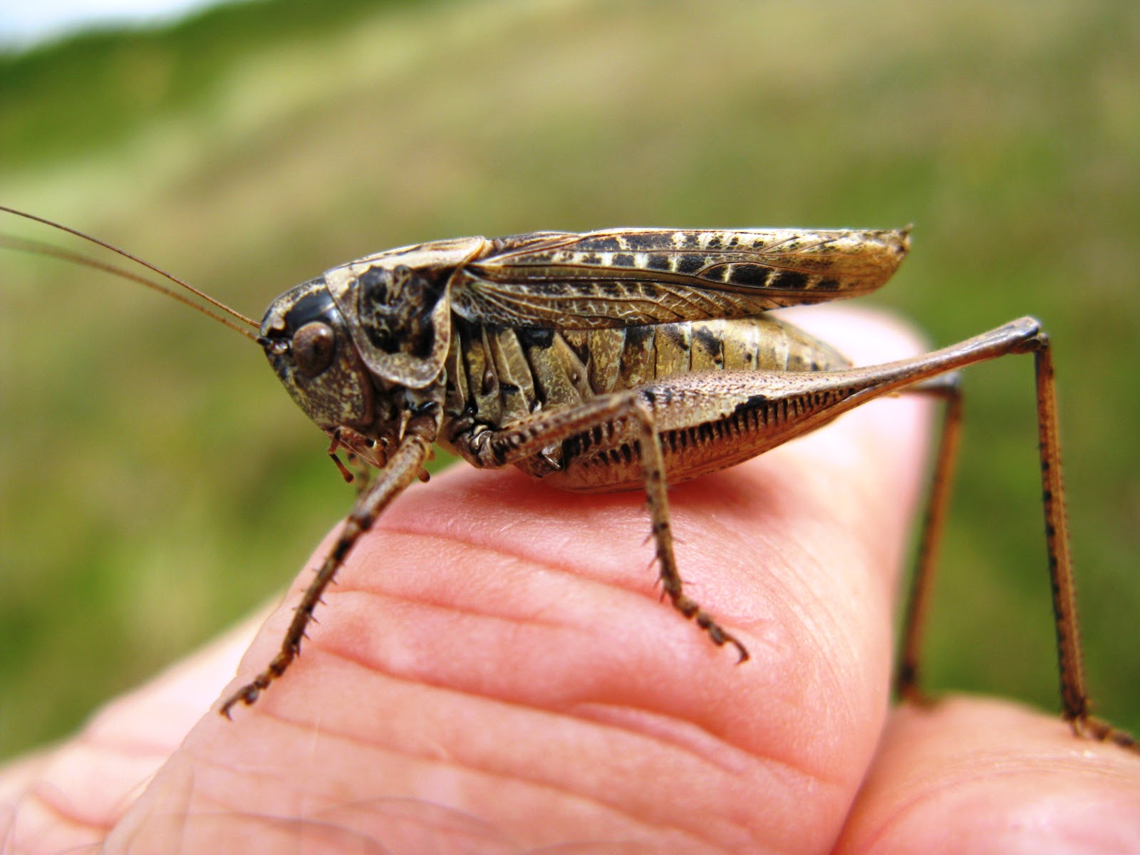 Professor P.Brain's blog: Same Old Song?