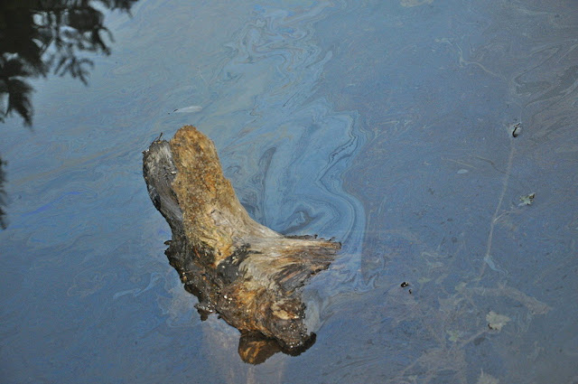 Nieregularnik nieperiodyczny: Ekologiczna katastrofa na Bobrze (by ...