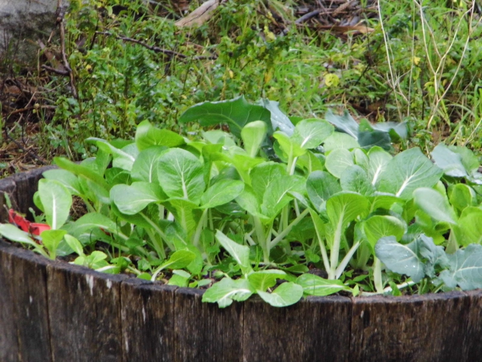 One Mother Hen Veggie Patch Envy