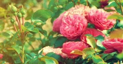 How to Care for Roses in Summer | Grow Your Own Garden