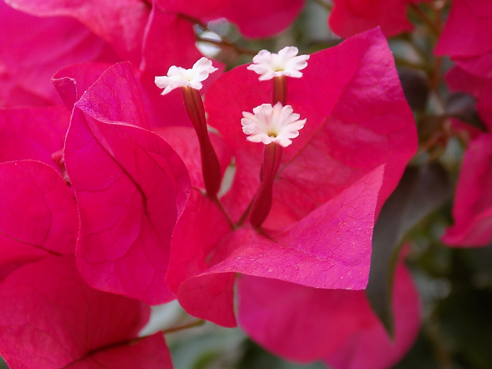 patiamarilla: Más pistilos entre pétalos de color rosa chicle chillón