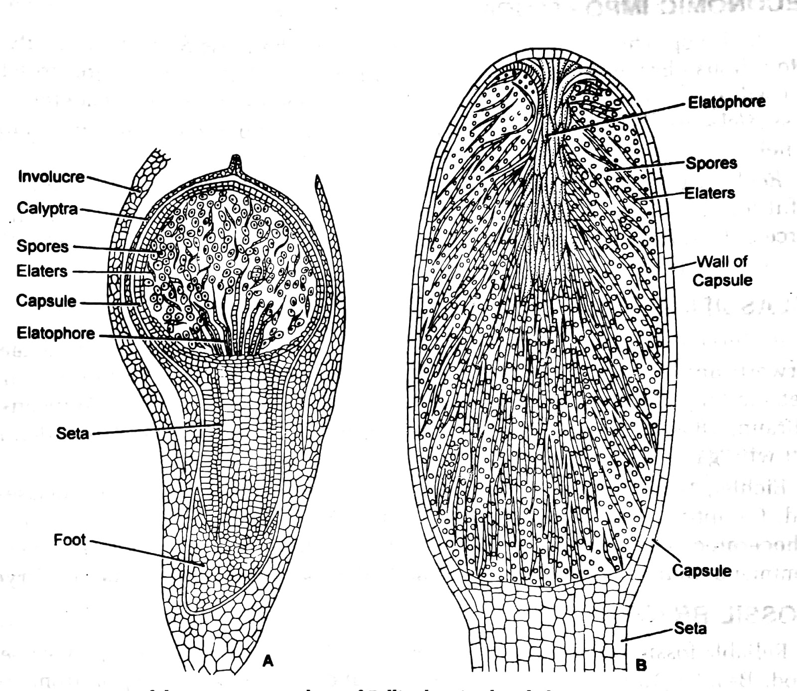 Botanica: BRYOPHYTES AND PTERIDOPHYTES