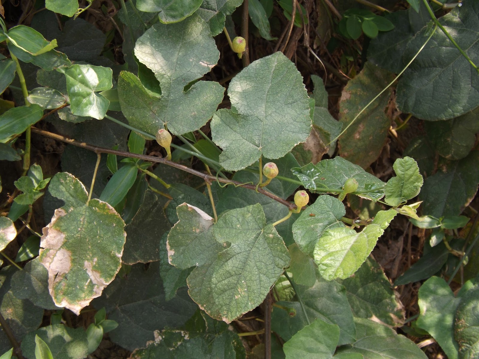 Bhui dumur, Ficus heterophylla var. assamica
