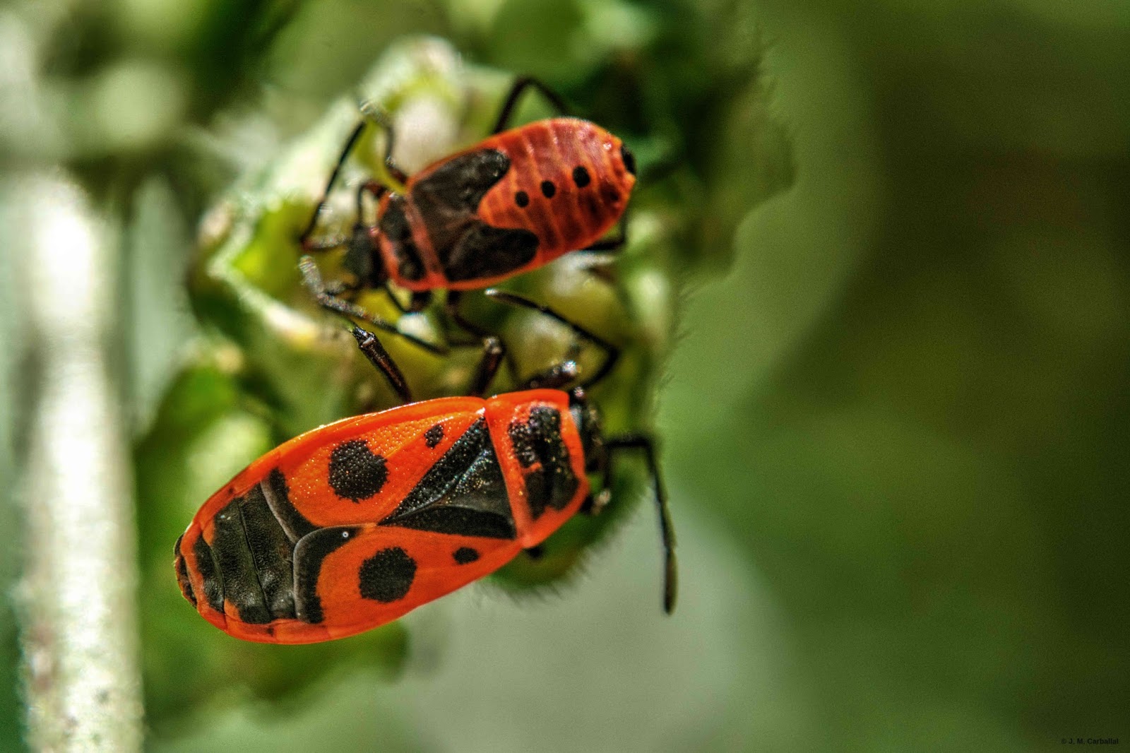 El Blog de Isa y Juan: Pyrhocoris apterus: la chinche roja de fuego