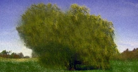 Alethea Williams ~Western Historicals~: A TALE OF TWO WILLOWS