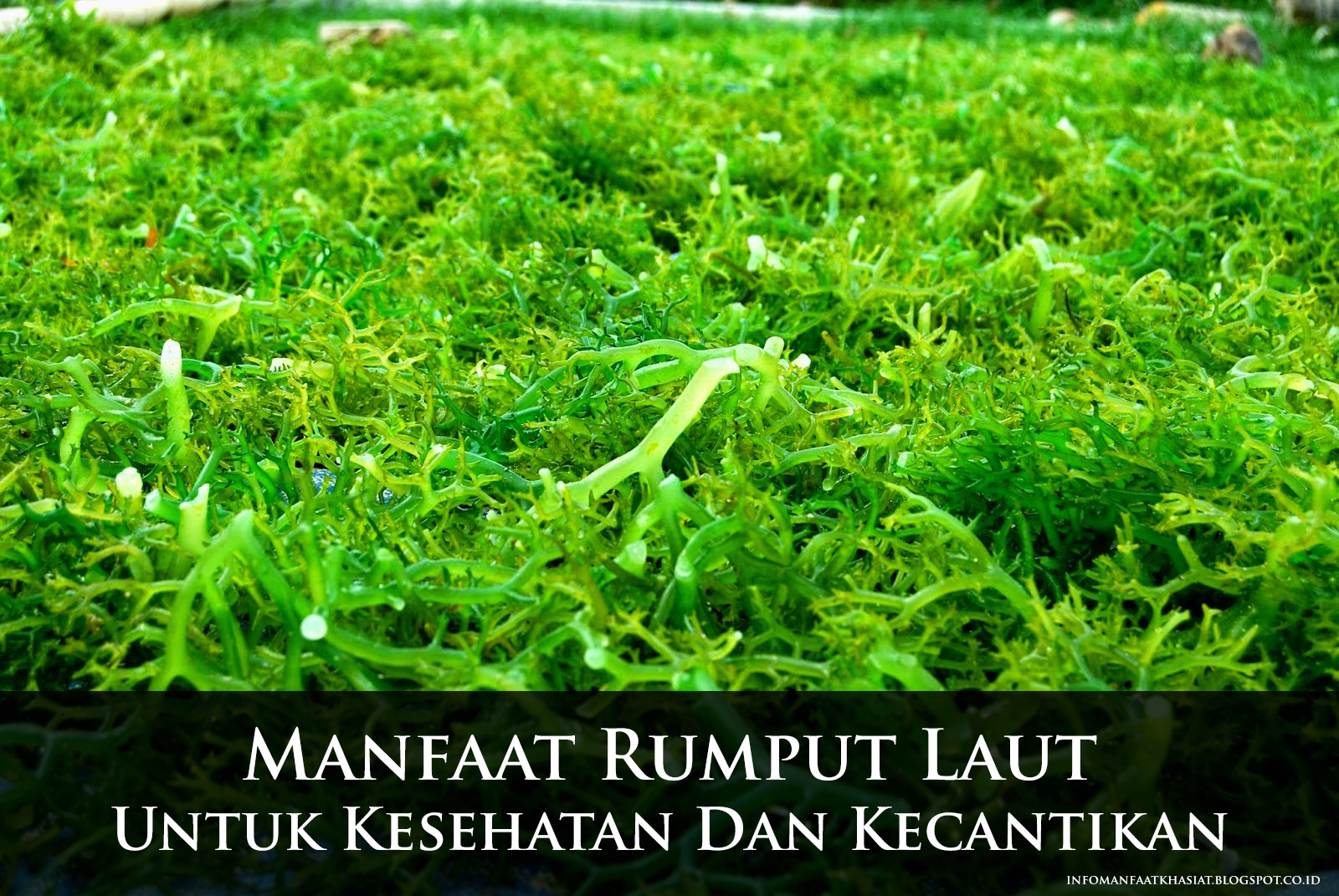 Manfaat Rumput Laut Bagi Kesehatan Dan Kecantikan - Infomanfaatkhasiat