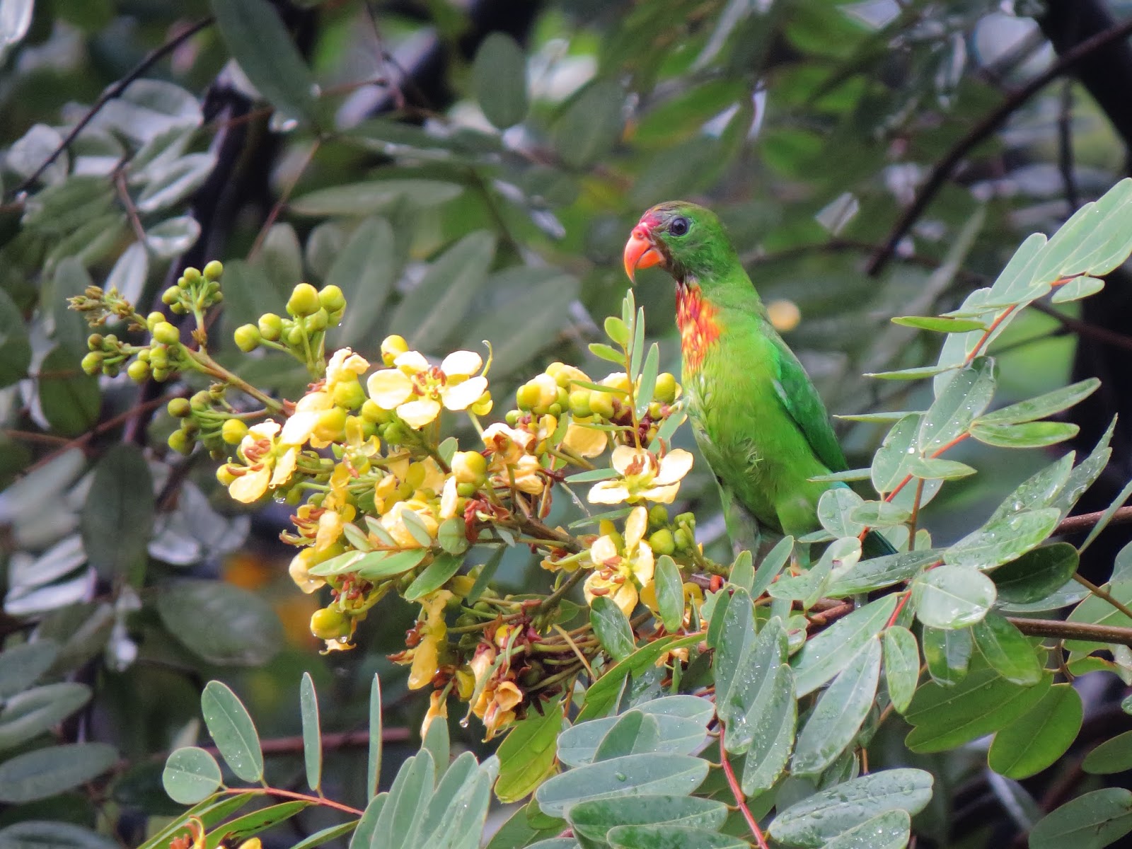 maiabird's brain: Peter's Colasisi