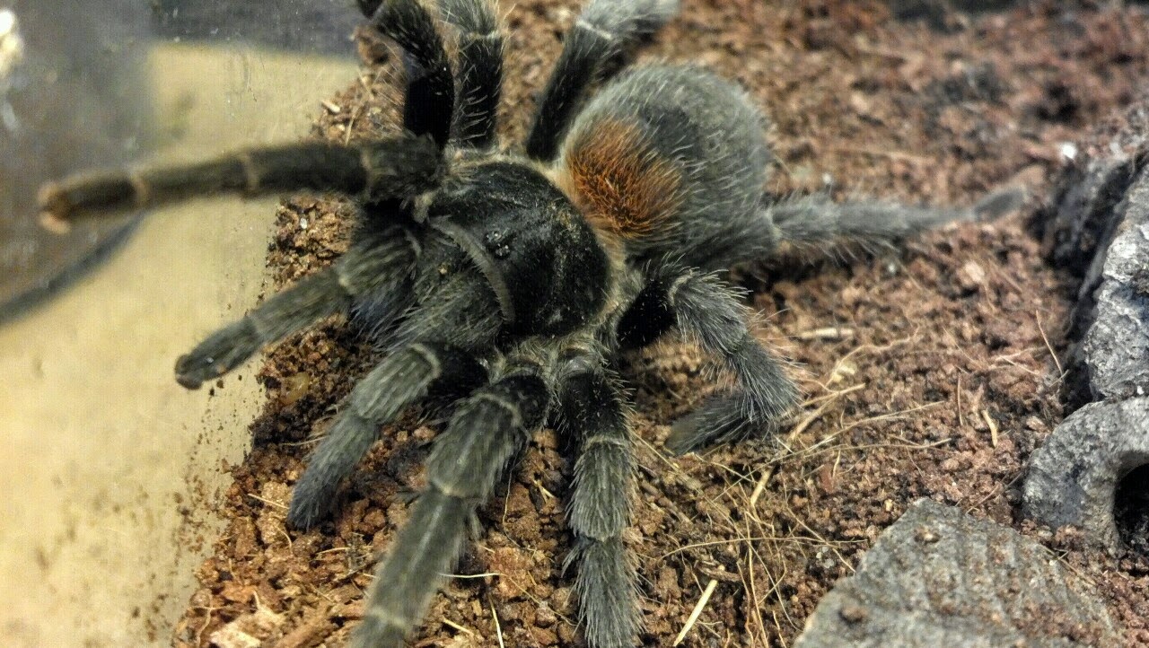 OMG Spiders!: Meet The Dwarf Chile Flame Tarantula