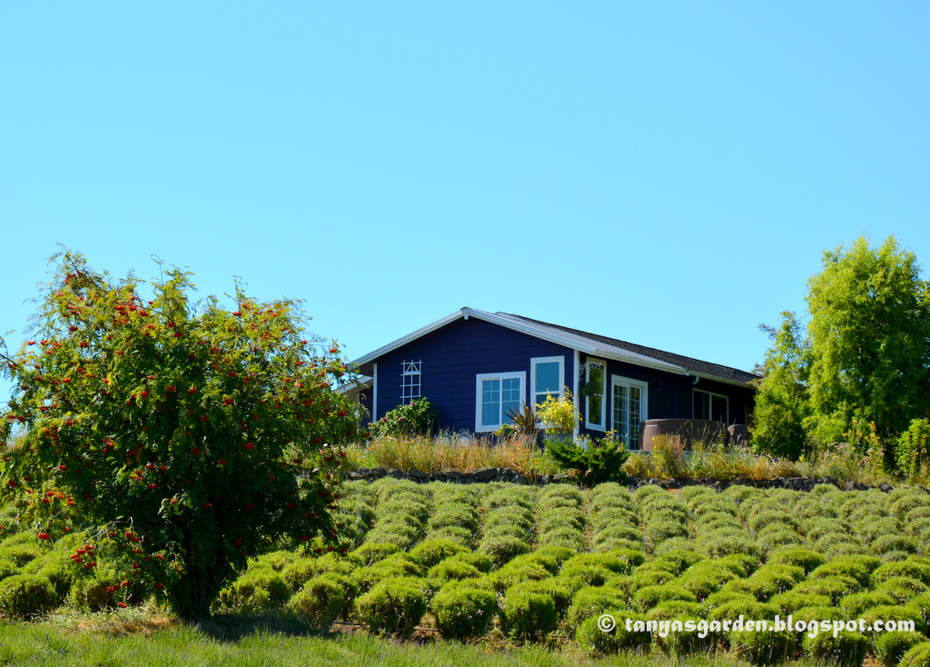 MySecretGarden: Sequim Lavender Festival 2015