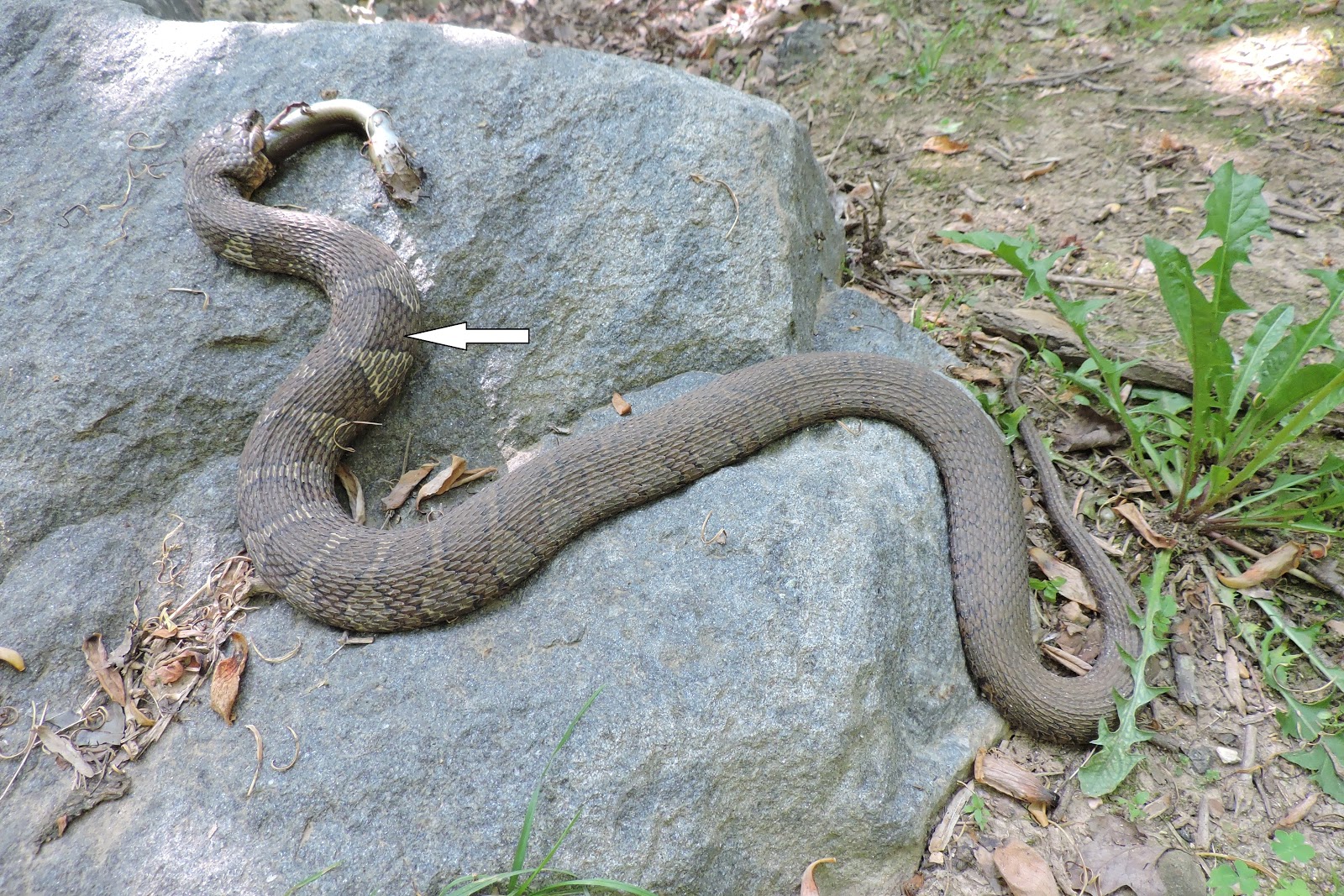 Capital Naturalist by Alonso Abugattas: Northern Watersnake