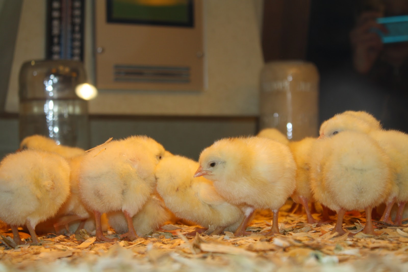 Full Circle Crazy: Science and Baby Chicks.