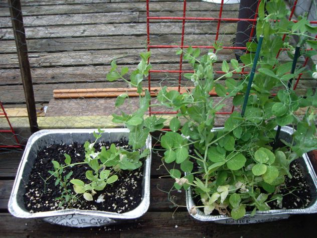 The Great Plant Food Challenge: chemical MiracleGro versus organic ...