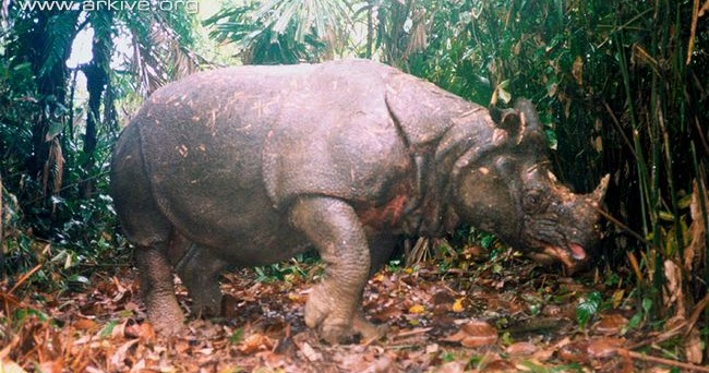 Coretan-Coretan Ku: Hewan Langka Indonesia yang Terancam Punah. Versi ...