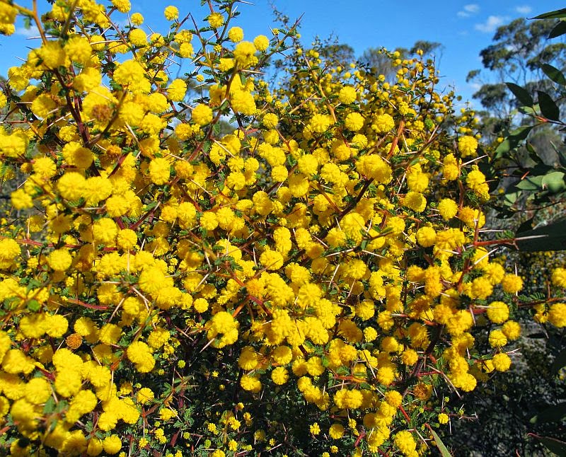 Esperance Wildflowers: Acacia pulchella var. glaberrima – Prickly Moses
