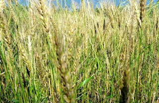 Experimental Theology: Wheat and Tares