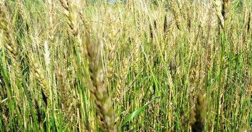 Experimental Theology: Wheat and Tares